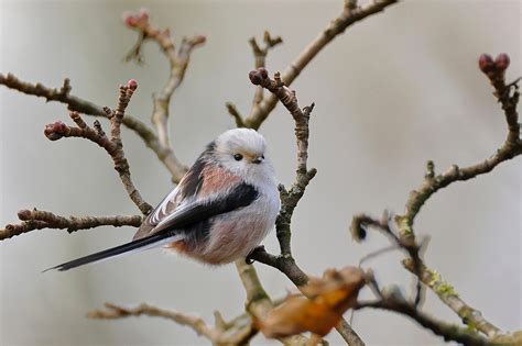 20 000 kostenlose Großer Schwanz und Natur Bilder Pixabay