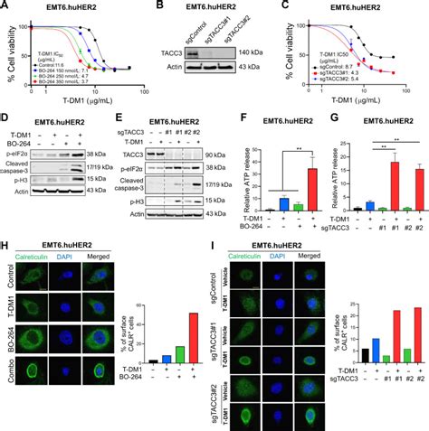 Human Her2 Breast Cancer Cell Line Atcc Bioz