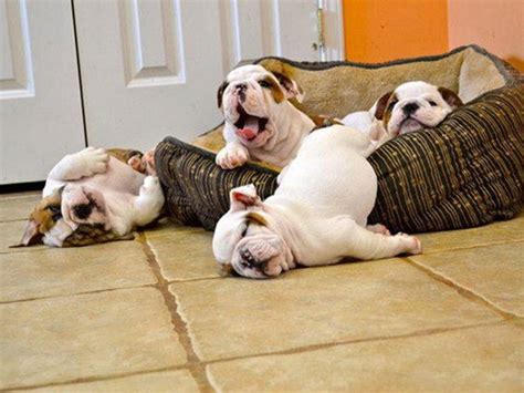 Qual é O Preço De Um Bulldog Casa De Bulldog