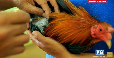 Gamefowl Pre Conditioning Methods Gamefowl Conditioning Part 2