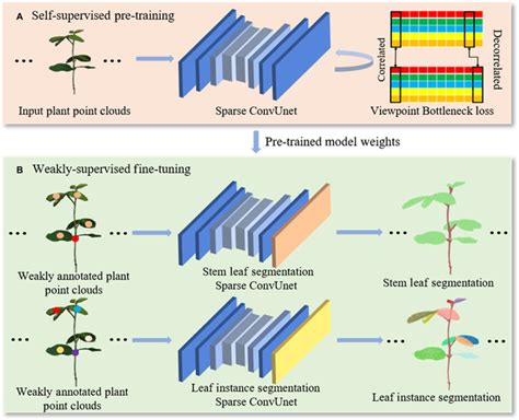 Eff 3dpseg 3d Organ Level Plant Shoot Segmentation Using Annotation Efficient Deep Learning