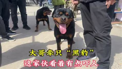 大哥牵只“黑豹”逛狗市，引得大伙围观，这大家伙看着有点吓人！ Youtube