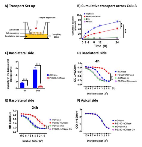 Transport Across Calu 3 Cells At The Air Liquid Interface Ali A