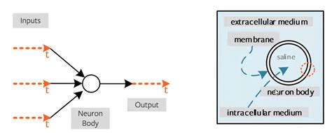 Spiking Neural Network A Bionics Way To Represent And Process Data Xiaohu S Blogs