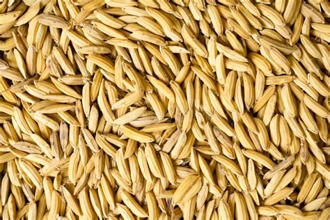 Paddy Kernels Stock Image Image Of Field Harvest Prosperity 37390129