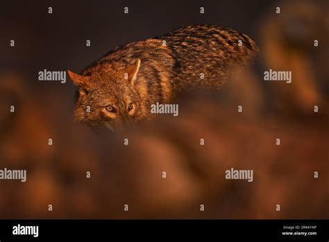 Jackal In Stone Hill Habitat Golden Jackal Canis Aureus In Grass And