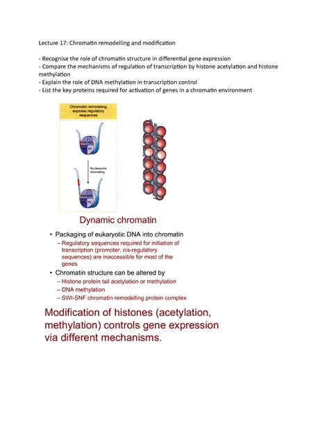 Week 9 Lecture Notes And Slides Lecture 17 Chromatin Remodelling