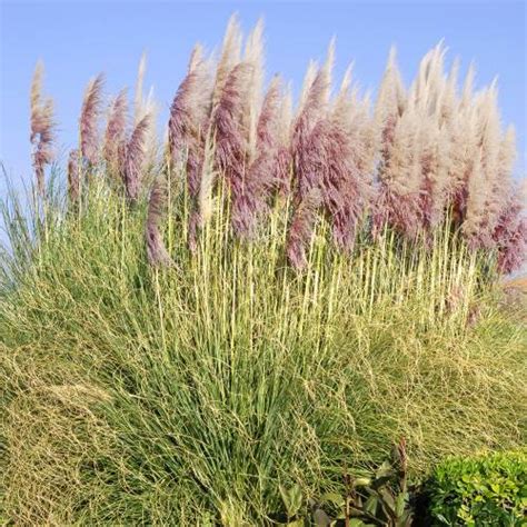 Pampas Grass Pink Buy Pampas Grass Pink Cortaderia Selloana Rosea