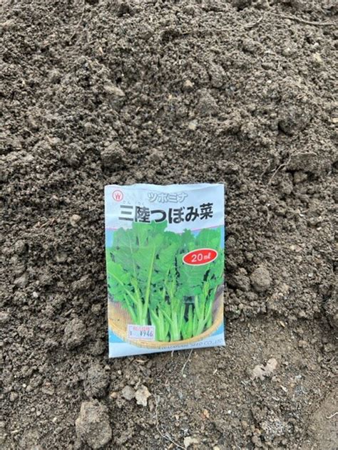 つぼみ菜とはたねまきから栽培と育て方旬の時期や収穫の実践例 駅と観光と言葉の情報