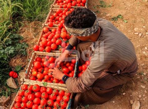 أسعار الخضروات في الأسواق اليوم الوطن