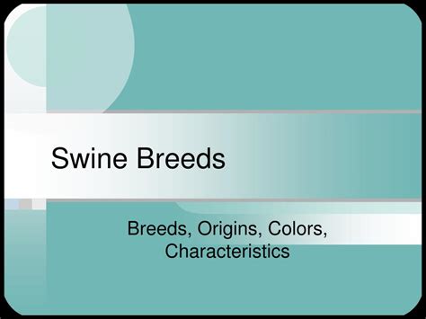 Ppt Swine Breeds Powerpoint Presentation Free Download Id233390