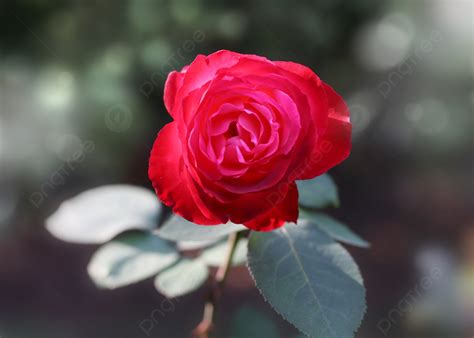 이중 빨간 장미 꽃 Bokeh 조명 효과 벽지 배경 식물 신선한 꽃 더블 배경 일러스트 및 사진 무료 다운로드 Pngtree