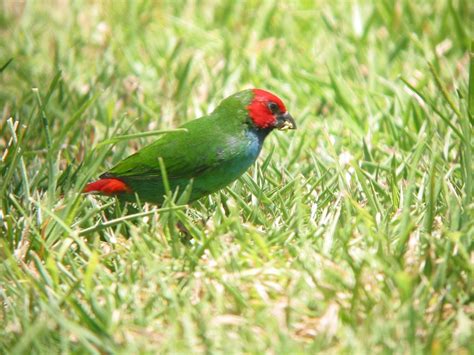 Fiji Digiscoping
