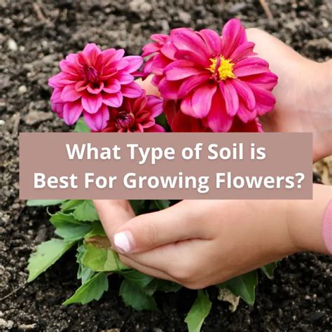 How Do You Prevent Pests From Damaging Flowers Symbolic Meaning Of A