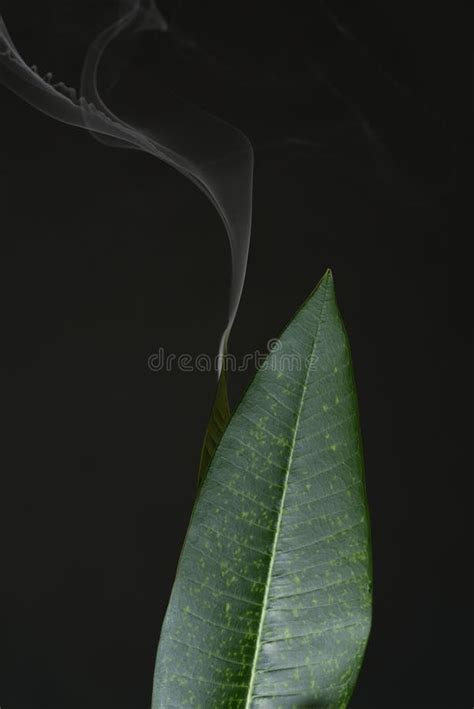 Tropical Leaves Showing Cell Structure And Textures With Strange Misty