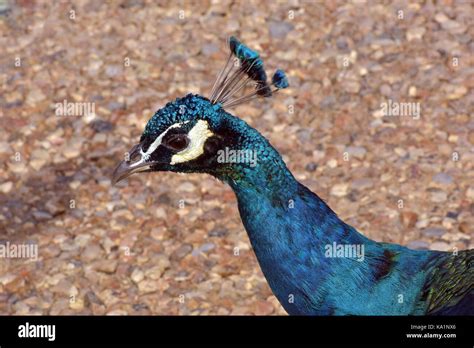 Brightly Coloured Peacock Bird With Colourful Blue Yellow And Green