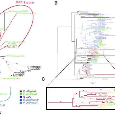 Phylogenetic Gene Trees For Rdrps And Argonautes A Unrooted