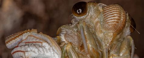 The Gruesome Fungal Infection Turning Cicadas Into Hypersexual Zombies
