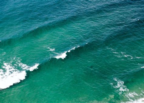 Inside The World Of Tiny Phytoplankton Microscopic Algae That Provide