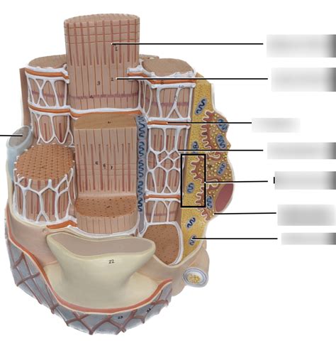 Muscle Fibers Diagram Quizlet