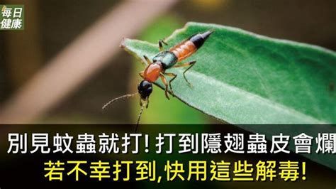 別見蚊蟲就打！隱翅蟲一拍皮膚恐爛 若打到快用這些解毒！ 名家 三立新聞網 Setncom