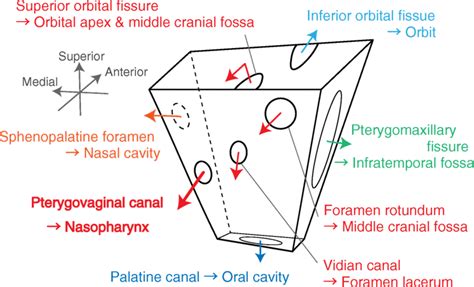 Pterygopalatine Fossa Diagram