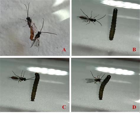 Campoletis Chlorideae Mating A And Interaction With Spodoptera