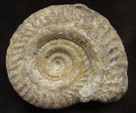 Zonal Index Ammonite With Oysters Jurassic Somerset
