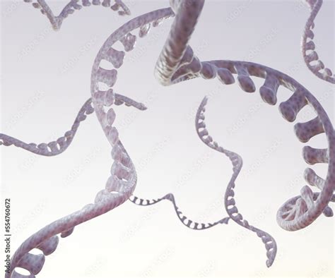 Ribonucleic Acid Or RNA Is A Nucleic Acid Present In All Living Cells