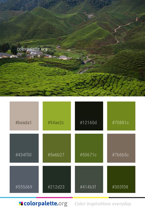 Face Human Hair Color Beauty Color Palette