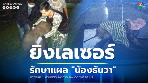ข่าวสัตวแพทย์ทำการยิงเลเซอร์ให้กับน้องธันวา เพื่อรักษาแผลและลดการอักเสบ