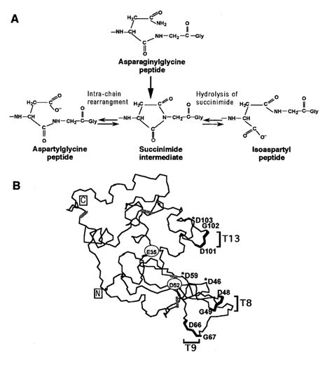 A Pathways For The Isomerization And Deamidation Of Aspartyl And Download Scientific Diagram