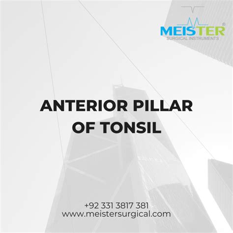 Understanding The Anterior Pillar Of Tonsil Anatomy Function And