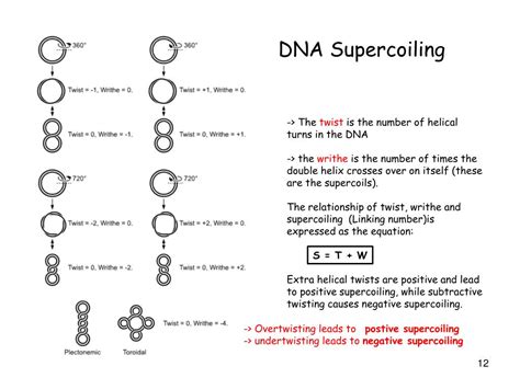 Ppt Dna As A Nanostructure The Central Dogma Powerpoint Presentation