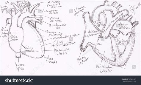 Anatomy Drawings Heart Medical Illustration Cardiology 库存插图 363422429