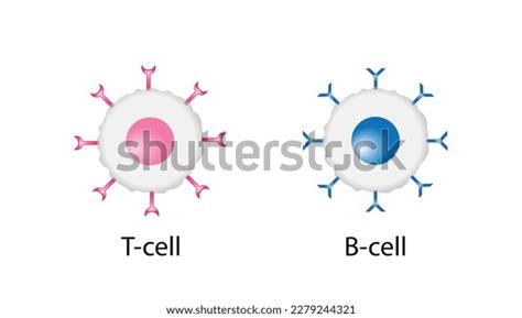 Cells Adaptive Immune System T Cell Stock Vector Royalty Free