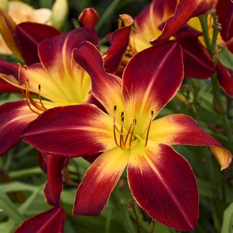 Perennials Easy Plants That Come Back Every Year Proven Winners