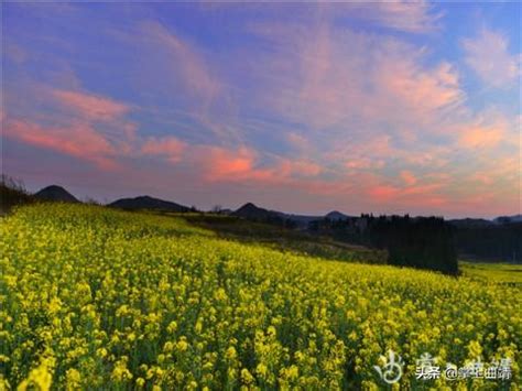 春到富源十八連山賞菜花 每日頭條