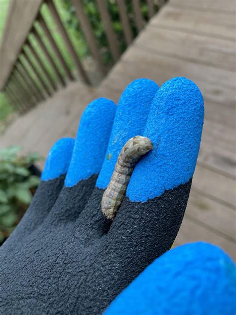 What Is This Found On My Tomato Plant Early This Morning Nc R Whatsthisbug