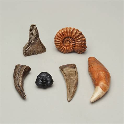 Fossil Kit
