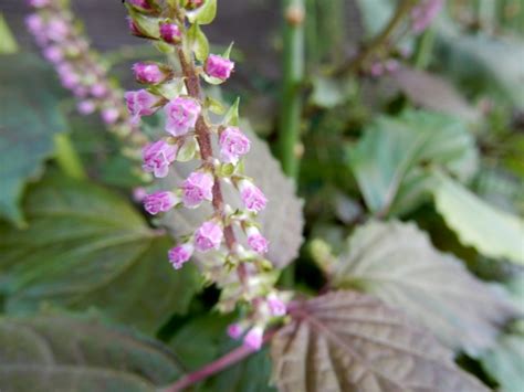 しその花が咲いたらどうする？食べられる？｜健康♡料理♡美容♡恋愛