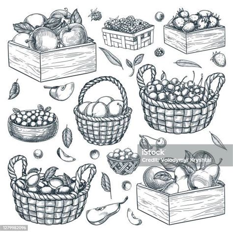籃子 木箱 容器與漿果和水果的白色背景手繪草圖向量插圖向量圖形及更多籃圖片 籃 水果 盒 Istock
