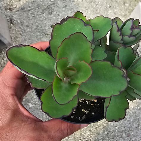 Beautiful Kalanchoe Laxiflora Live Plant 4 Unique Succulent For Your