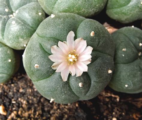 Peyote información básica Psycheplants ICEERS