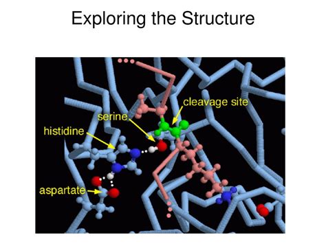 Ppt Human Trypsin 3 4 21 4 Powerpoint Presentation Free Download