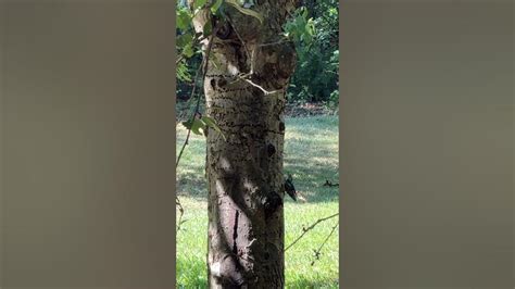 Tree Scrolling Bird Youtube