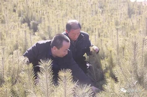创建文明城市安塞力量郭永旭荣登7 8月份陕西好人榜 践行榜样的力量 苗木