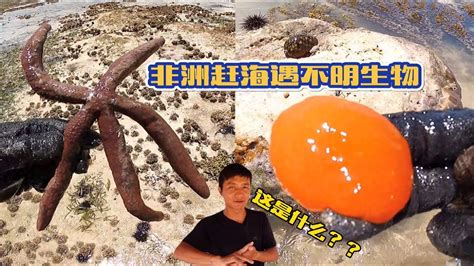 《环球探海记》坦桑尼亚~第29天：今天在印度洋赶海，看到好多这种类似鸡蛋黄的海洋生物！ Youtube