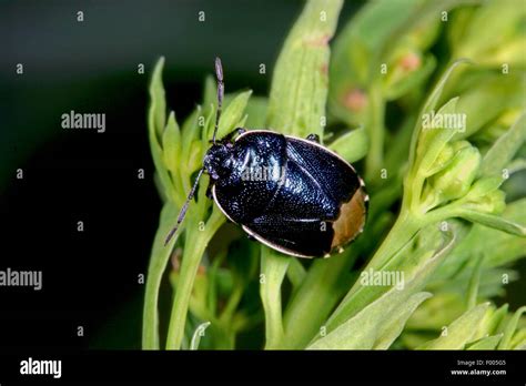 Burrower Bug Cydnid Bug Burrowing Bug Negro Bug Canthophorus Dubius On A Plant Germany