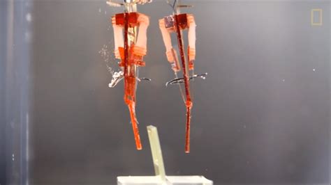 Researchers Test Biohybrid Robots That Merge Living Tissue With Machines